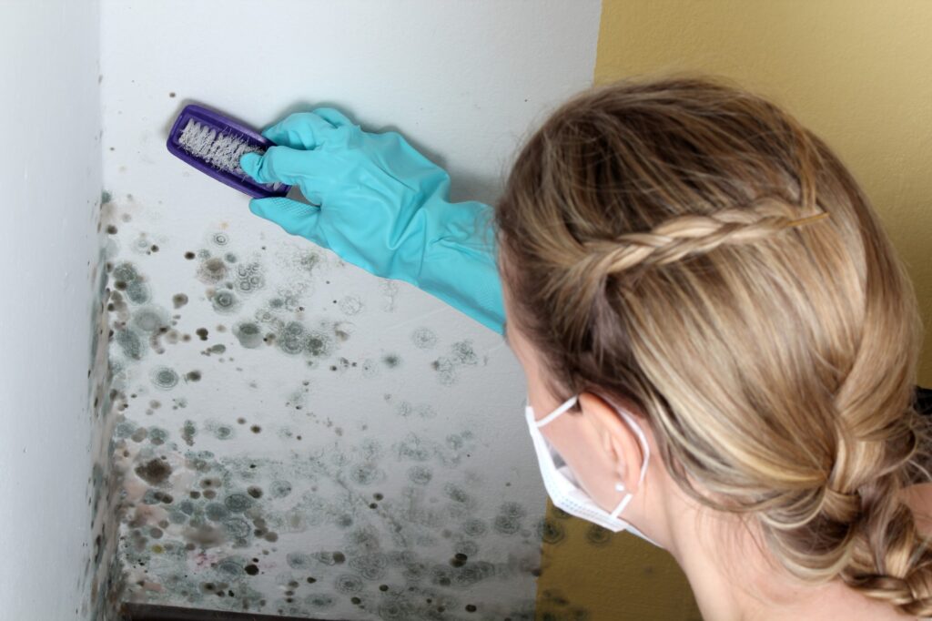 What Are the Main Types of Mold Found in Homes?